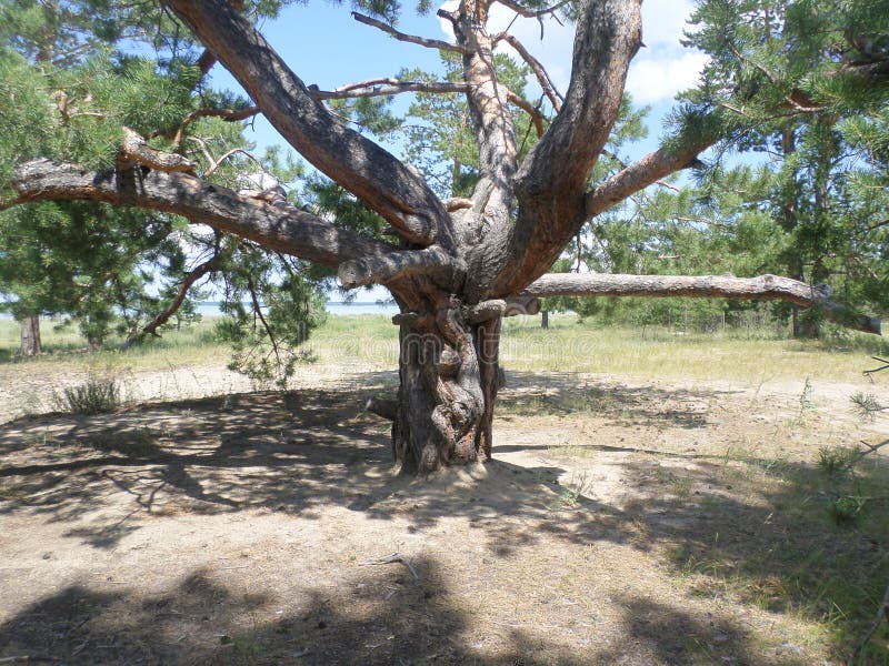 Pine in the Anomalous Zone with a Bizarrely Ugly Trunk, Tree Mutant ...