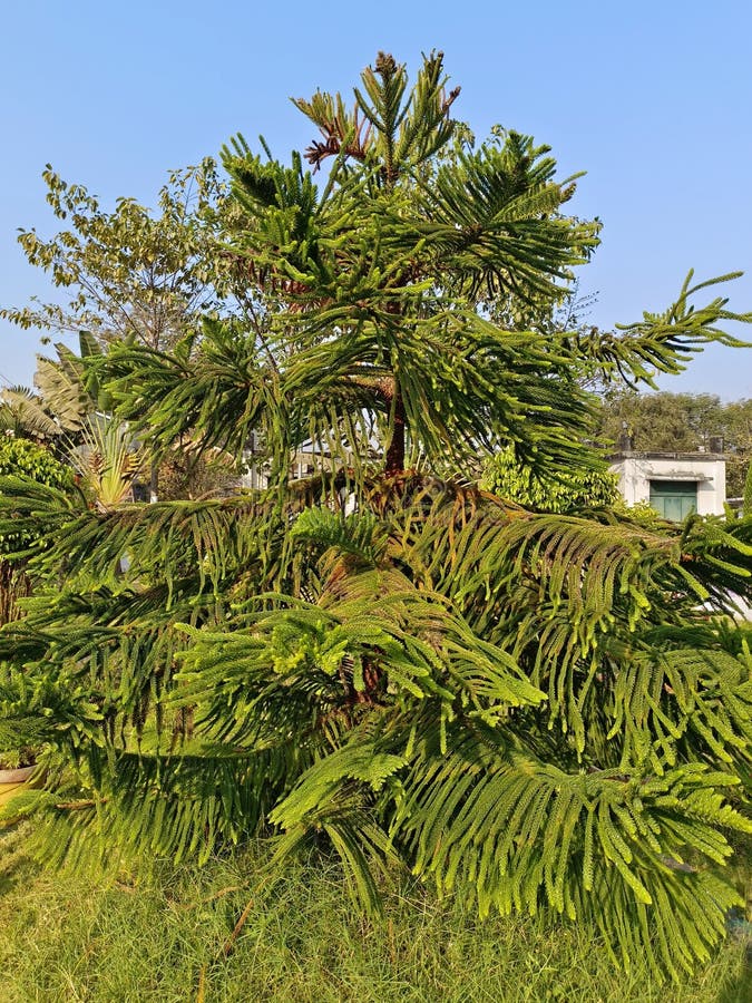 Pine Any Conifer Tree Shrub Garden Stock Photos - Free & Royalty-Free ...