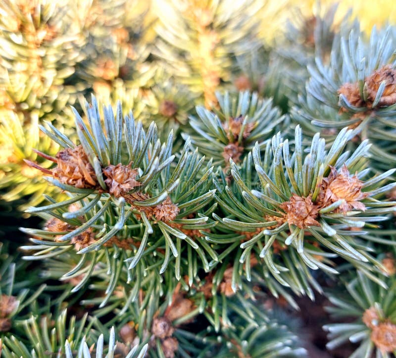 A Pine is Any Conifer Tree or Shrub in the Genus Pinus Stock Photo ...