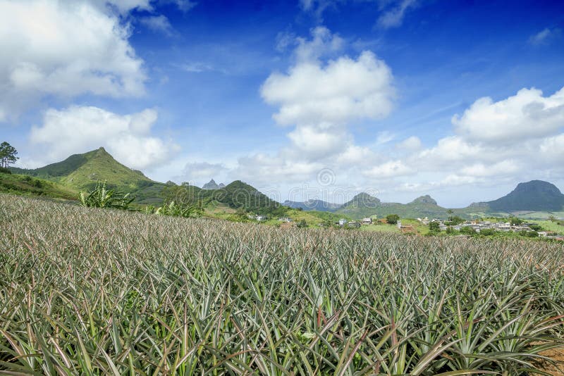 Pine apple field stock image. Image of hill, plants, scenic - 28928693