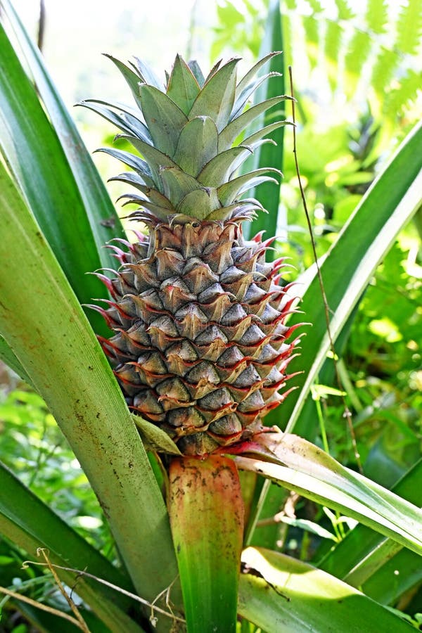 Pine Apple Growth Fresh on the Tree Stock Photo - Image of growing ...