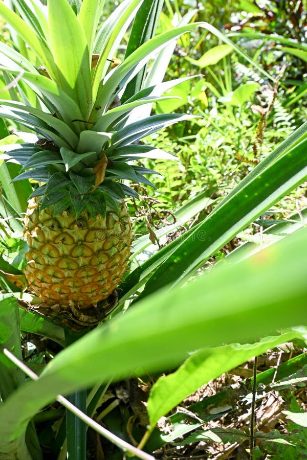 Pine Apple Growth Fresh on the Tree Stock Photo - Image of growth, branch: 339973970