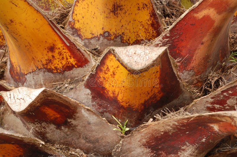 Pine apple tree close stock image. Image of natural, yellow - 15088501