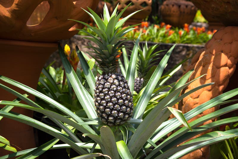 Pine apple tree stock image. Image of agriculture, leaves - 92735987
