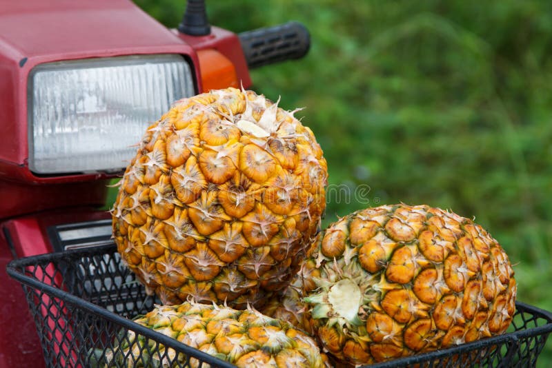 Pine apples stock photo. Image of herbaceous, healthful - 32199062