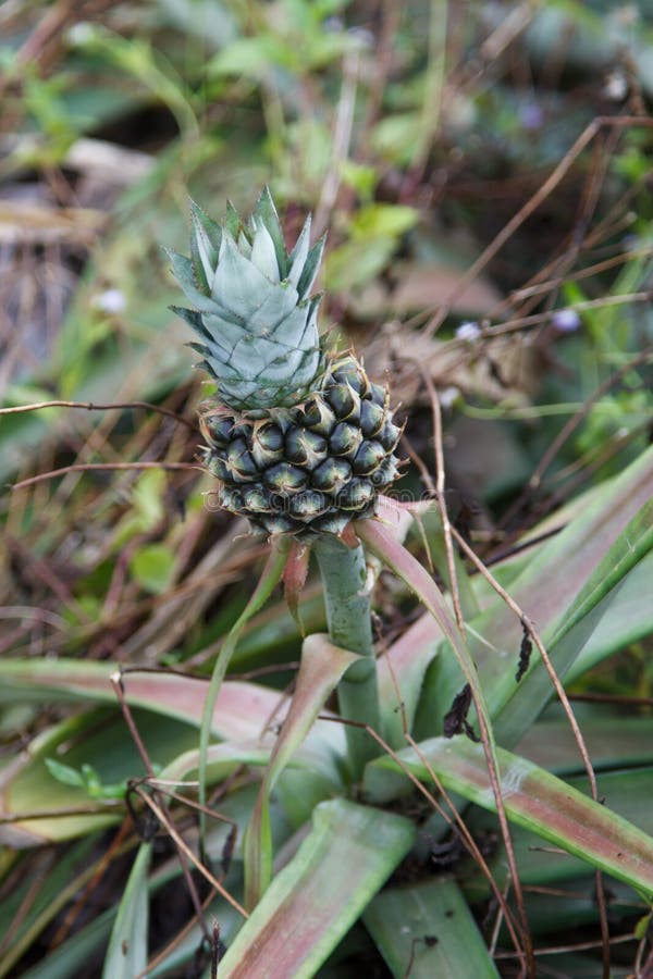 Pine apples stock image. Image of ingredients, comosus - 32202619