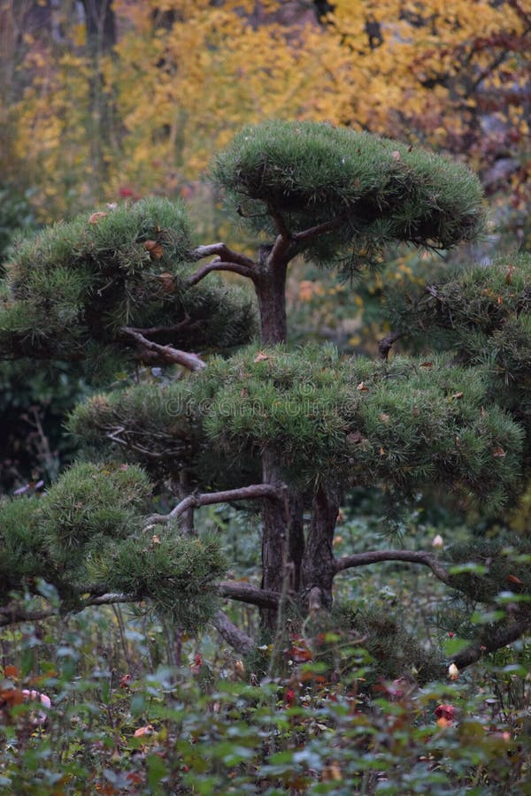 Pine as a giant Bonsai stock image. Image of decorative - 235180489