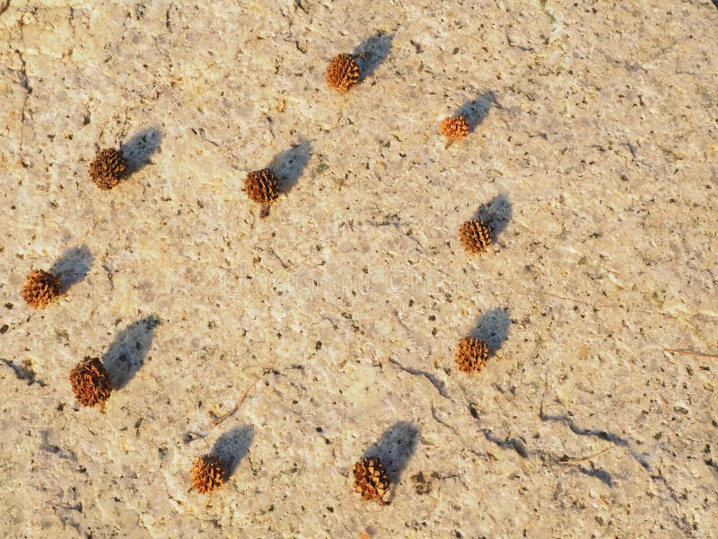 Pine Ball on the Leaves Background Stock Image - Image of pine, green ...