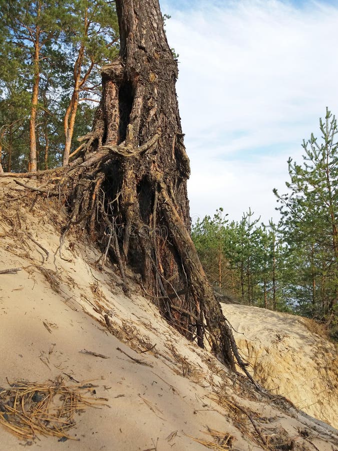 Ecological Problem, Soil Erosion of the Sand Pit Stock Image - Image of ...