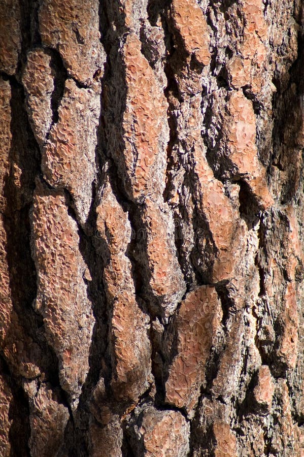 Pine Bark stock photo. Image of bark, brown, coarse, pine - 10211594