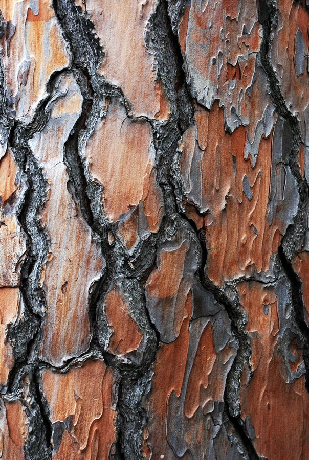 Bleeding tree stock image. Image of hurt, concept, destroying - 17640341