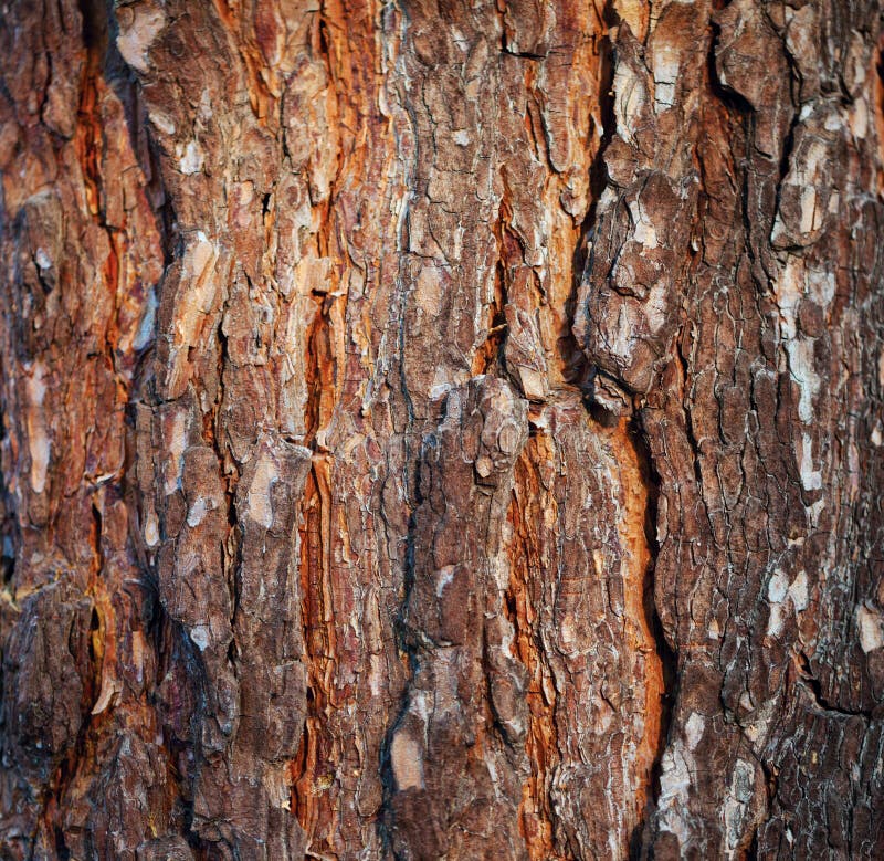 Pine Bark stock image. Image of macro, sunset, surface - 25056333