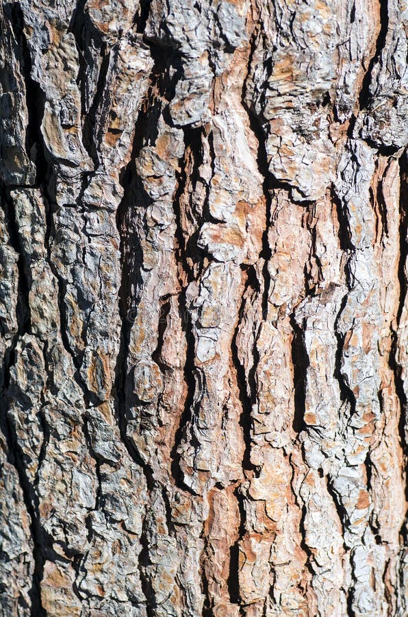 Pine bark stock photo. Image of surface, tree, protection - 28473416