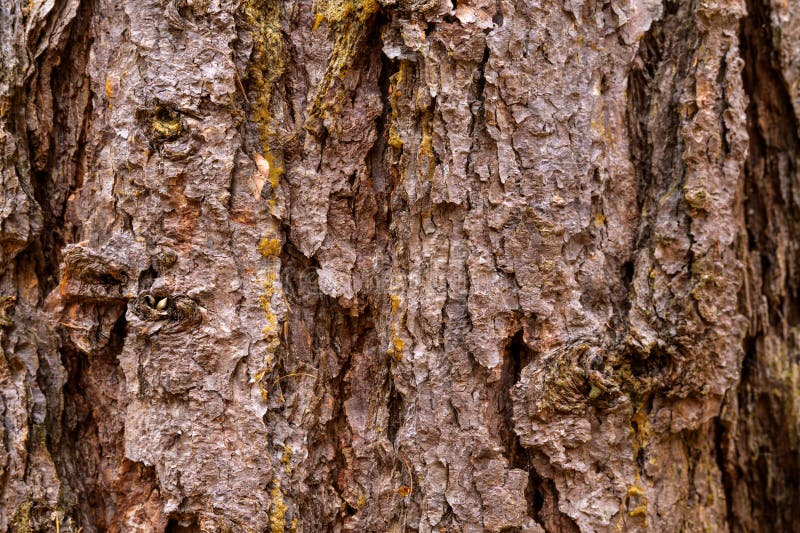 Pine Bark Brown Texture Tree Background with Dripping Resin Stock Photo ...