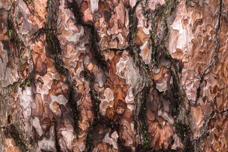 Pine bark stock image. Image of plant, background, bark - 81469991