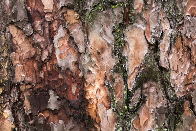 Pine bark stock photo. Image of color, detail, closeup - 81470730