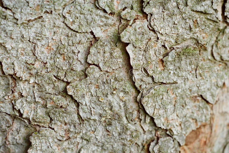 Pine bark close-up stock photo. Image of lumber, nature - 152061230