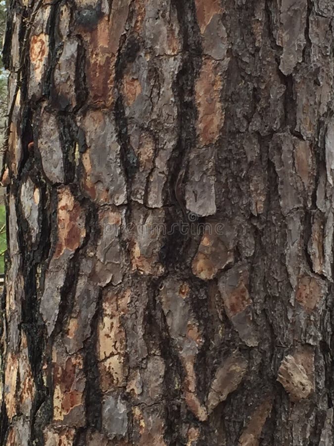 Pine Bark stock image. Image of chunk, feet, tree, diameter - 69961779