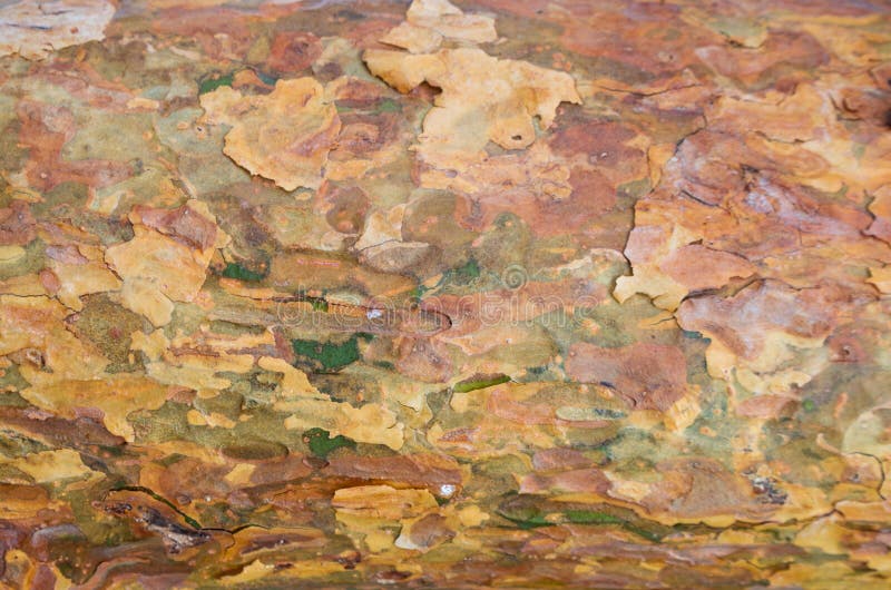 Pine bark close-up stock image. Image of flake, aging - 148935003
