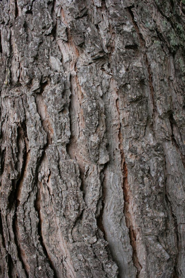 Pine bark stock photo. Image of fiber, drop, complete - 178032044