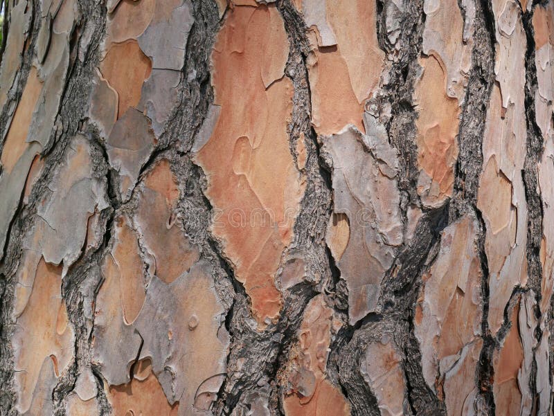 Pine Bark Detail Background Rich in Color and Texture Stock Photo ...