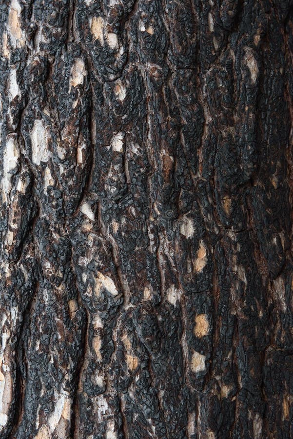 Fire closeups stock photo. Image of ecology, background - 16043508