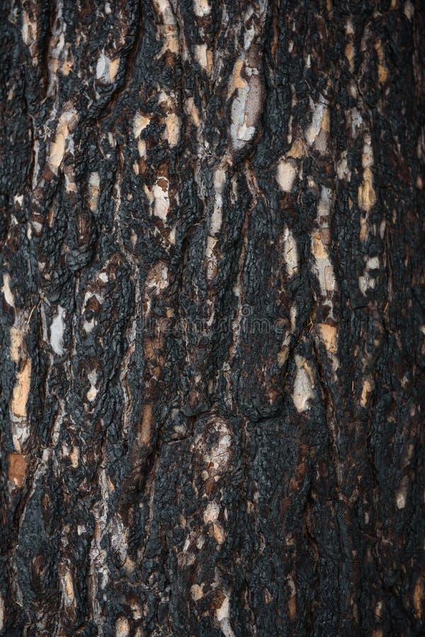 Pine bark after fire stock image. Image of design, black - 177183251