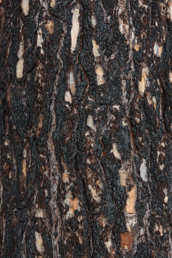 Pine bark after fire stock photo. Image of abstract - 177183396