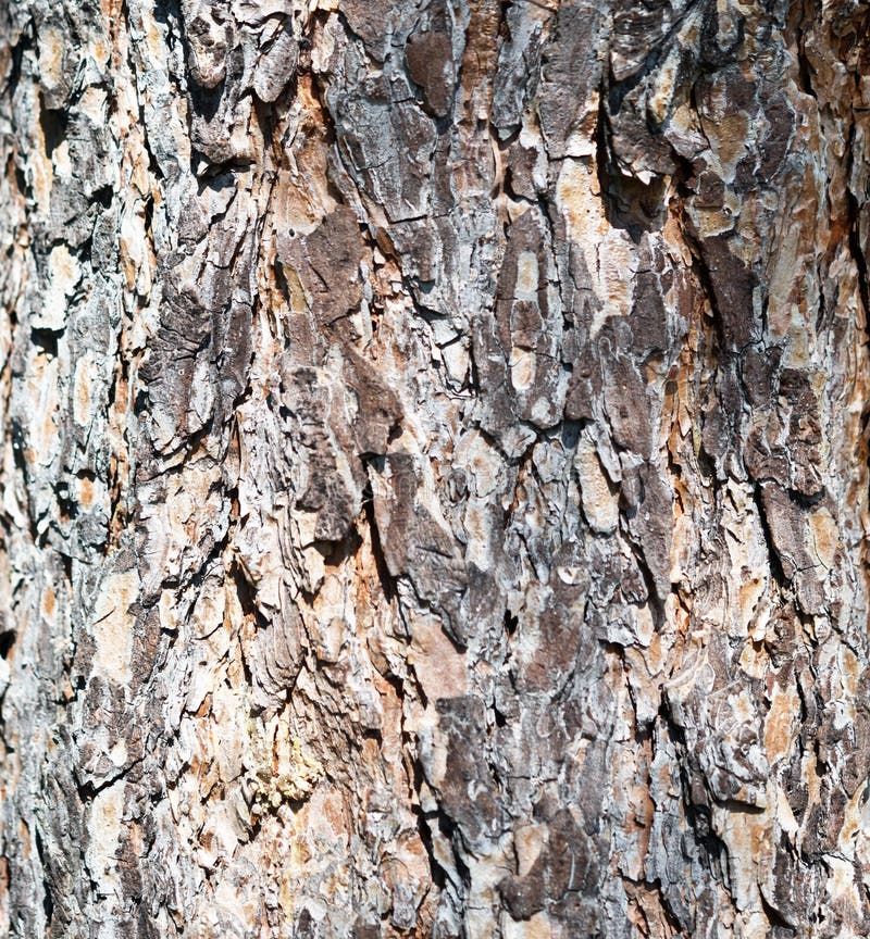 Pine bark stock photo. Image of brown, abstract, aging - 54129704