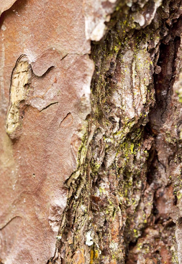 Pine Bark Macro stock photo. Image of texture, tree, card - 36650884