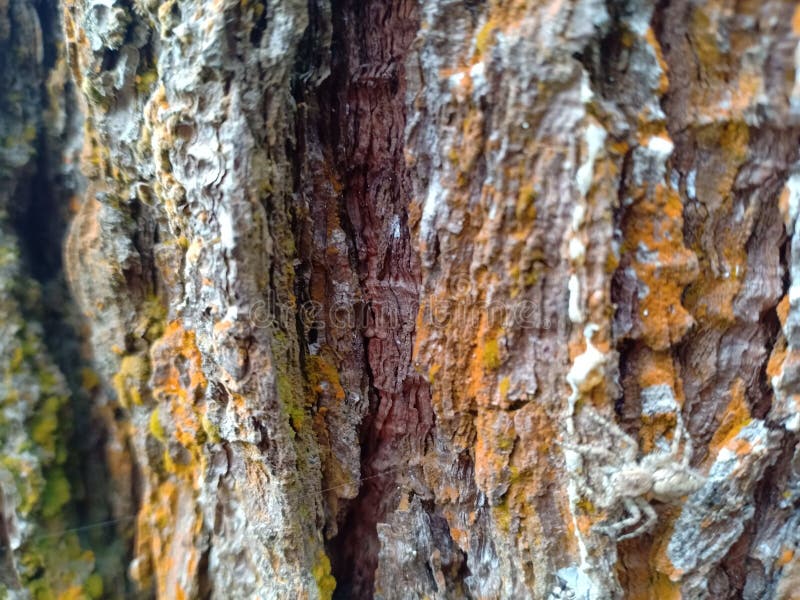 Pine Bark moss stock image. Image of texture, forest - 199654567