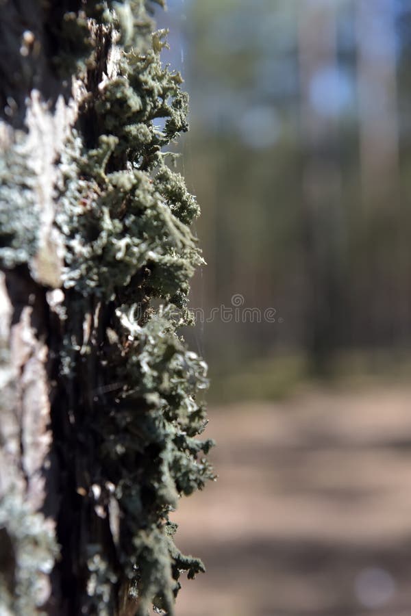 Pine bark with moss stock photo. Image of moss, closeup - 138081264