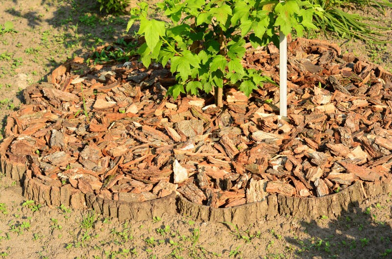 Pine Bark Mulch Covers the Root Zone Under a Young Tree. Mulch Helps ...