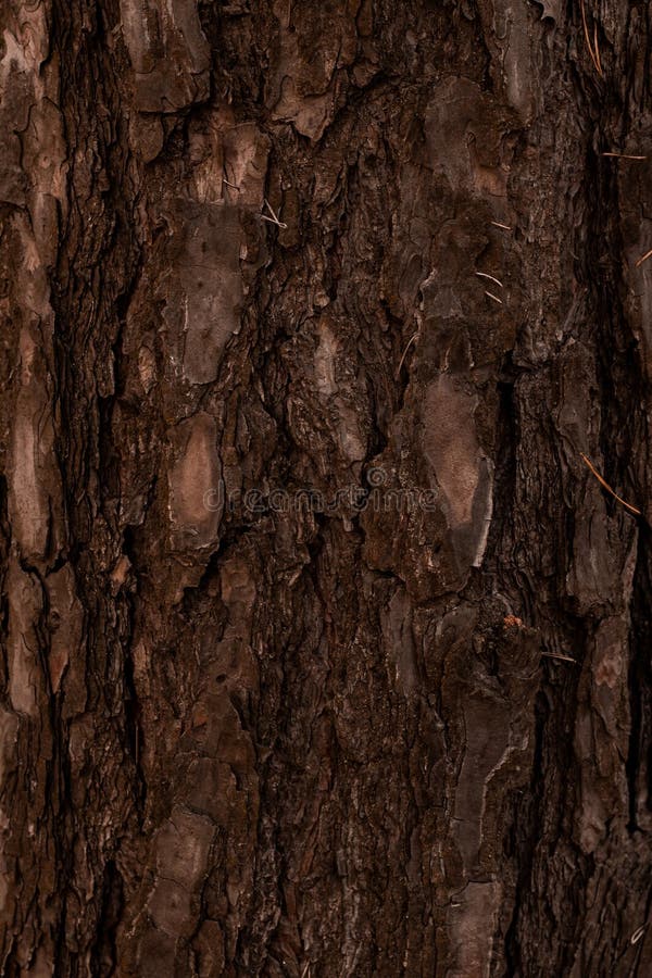 Pine Bark – a Natural Material with Unique Texture, Perfect for ...
