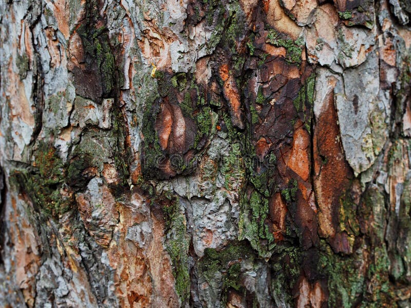 Pine bark in the rain stock photo. Image of closeup - 126533238