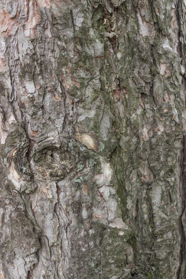 Pine bark section stock photo. Image of slice, tree, bark - 45693180