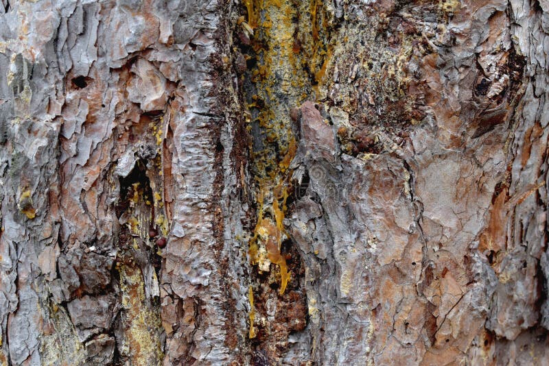 Pine Bark with Sticky Resin Stock Photo - Image of period, structure ...