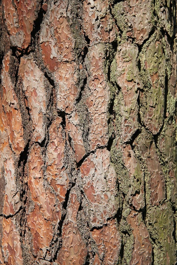 Pine bark stock photo. Image of wood, pine, background - 34043854