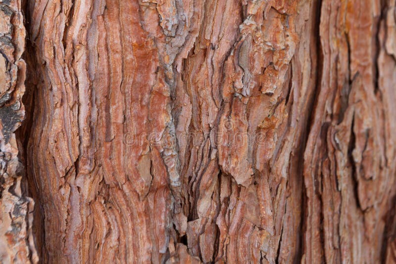 6,086 Spruce Bark Texture Stock Photos - Free & Royalty-Free Stock ...