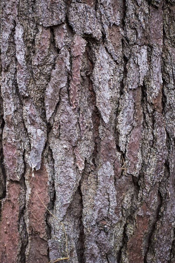 Pine bark texture close up stock image. Image of skin - 111114983