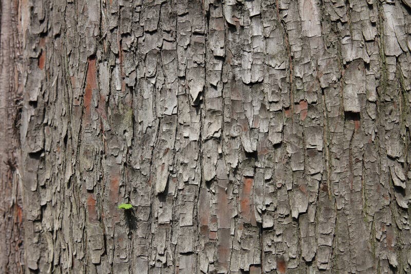 Pine Bark Texture Texture Details Texture Map Stock Image - Image of ...
