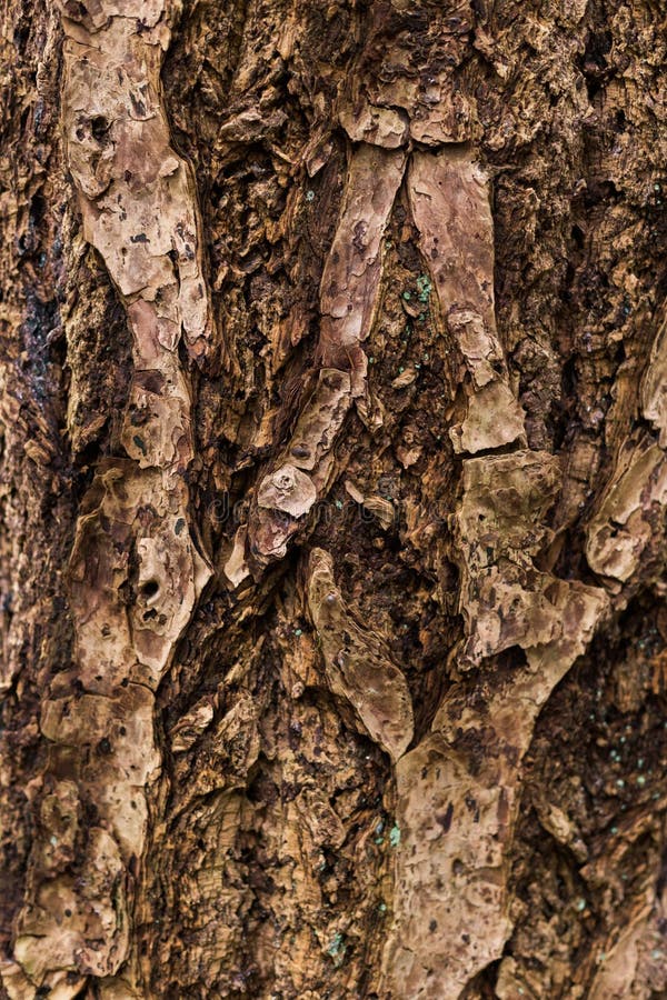 Pine Bark Texture Full Frame Stock Image - Image of surface, macro ...