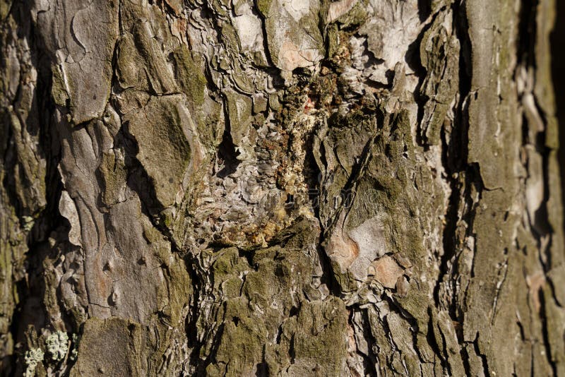 Pine Bark Texture. Macro Photography. Side View Stock Image - Image of ...