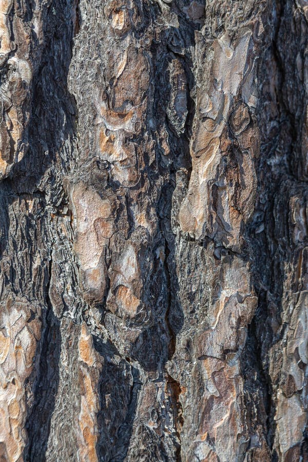 Pine Bark Texture, Old Pine Bark, Texture for Design Stock Photo ...