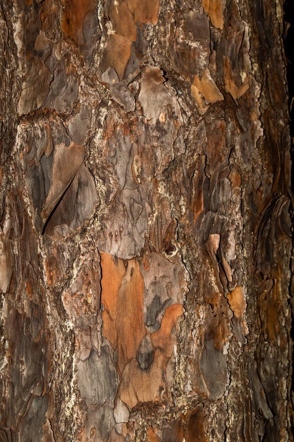 Pine bark texture stock photo. Image of morningflorida - 168377332