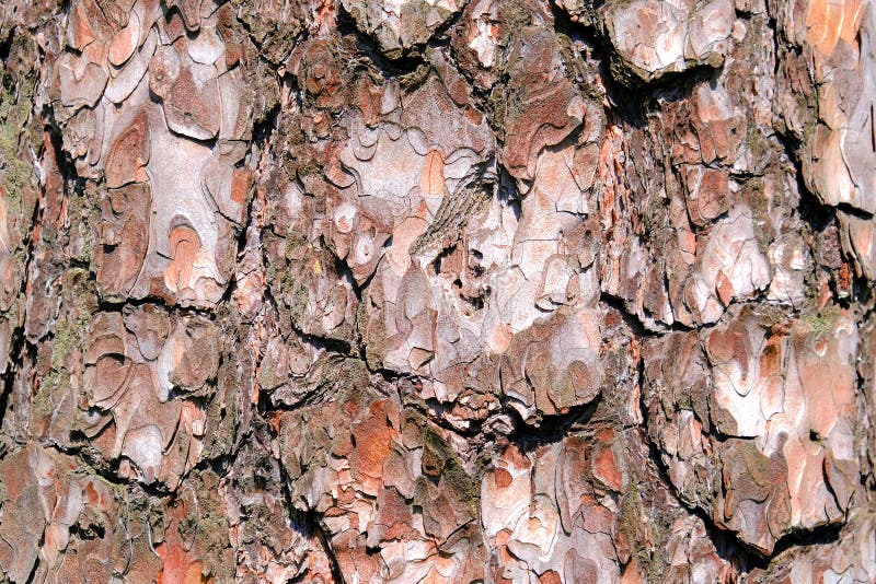Pine Bark Texture. Bark of Pine Tree. Stock Photo - Image of protection ...
