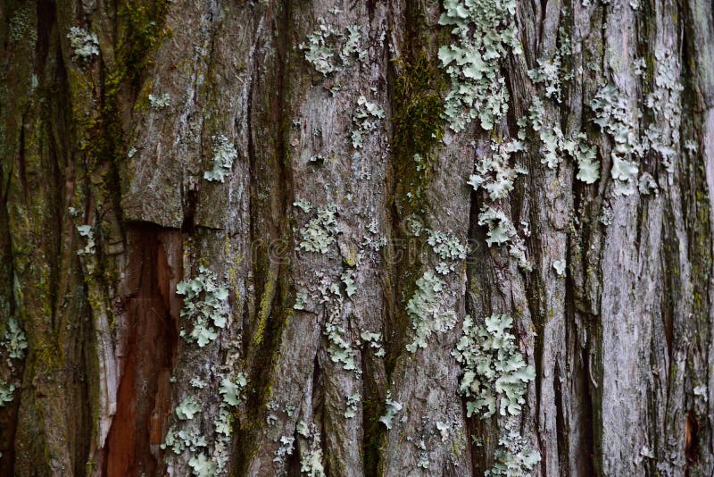 Pine bark texture stock photo. Image of iris, cedar, gardens - 52765366