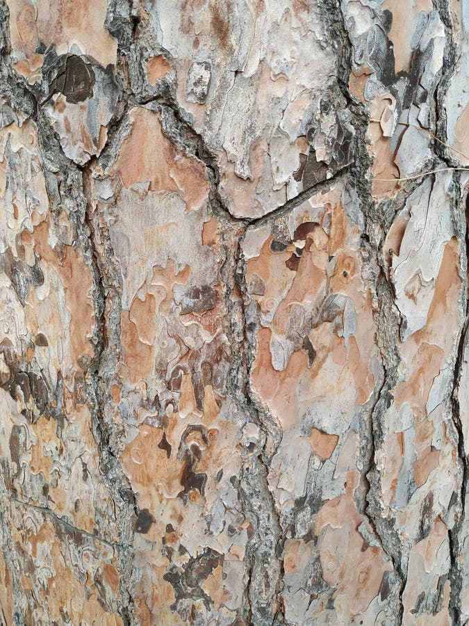 Pine Bark Textures with Brown Tones Stock Image - Image of textures ...