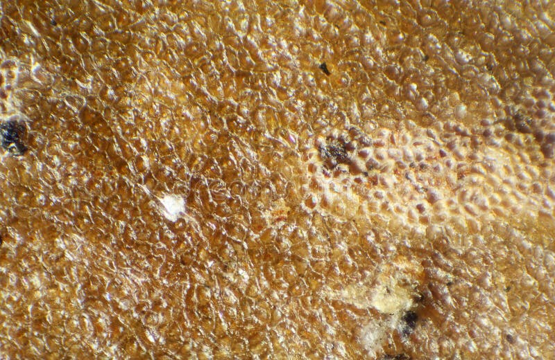 Pine Bark Under the Microscope Stock Image - Image of nature, organic ...