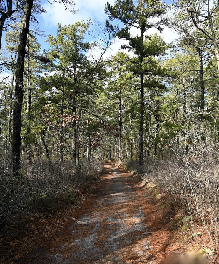Pine Barrens Trail stock photo. Image of green, path - 212443770